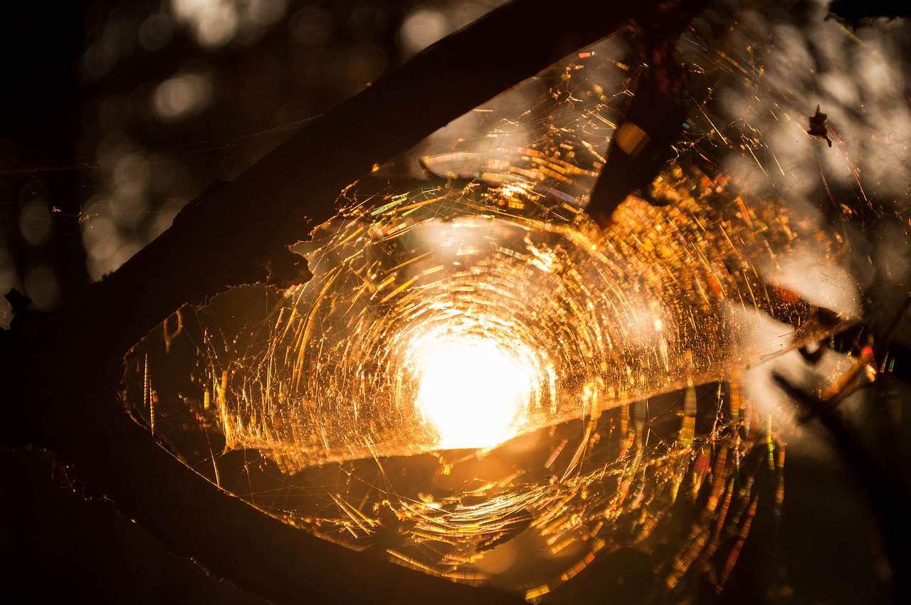 gossamer tree | Shadowlight Words