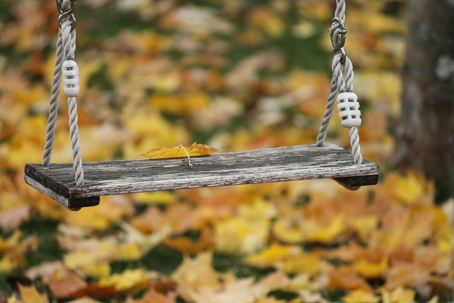 #NatureSpeaks: 30 #Poems in 30 Days – Day 21: Tuned Impulse, by Anca ...